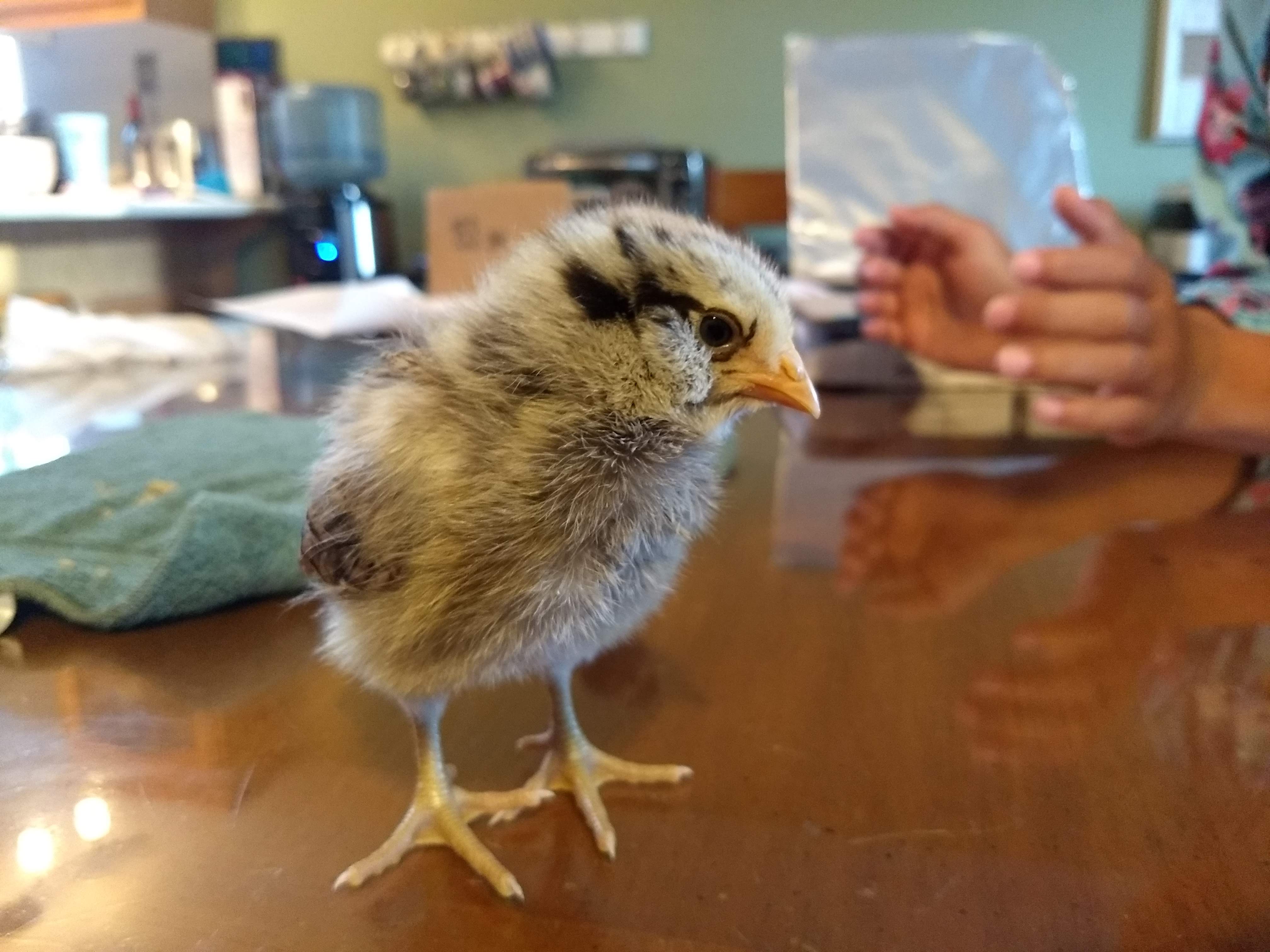 Beauty | The Kepner Family