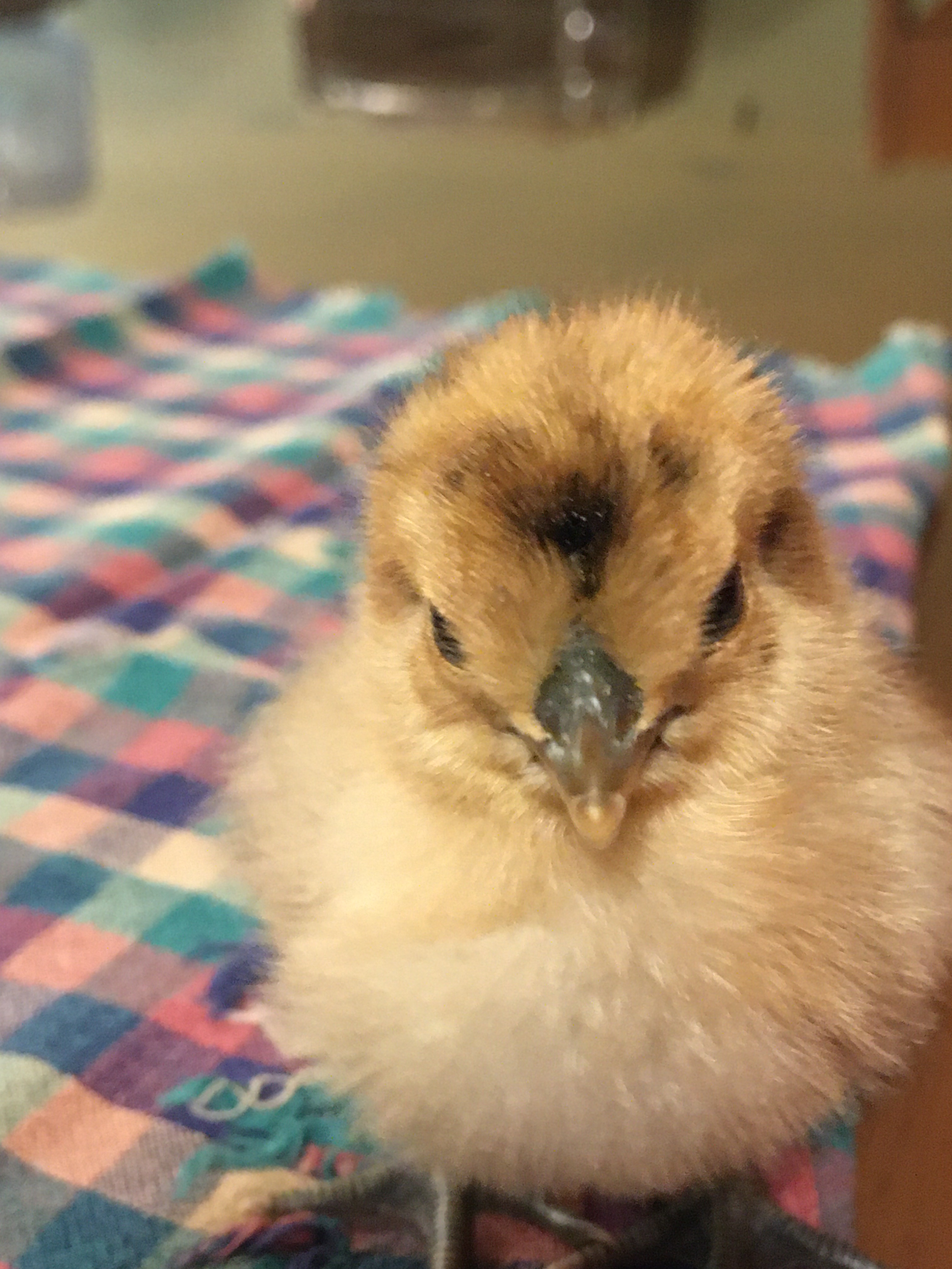 Beauty | The Kepner Family